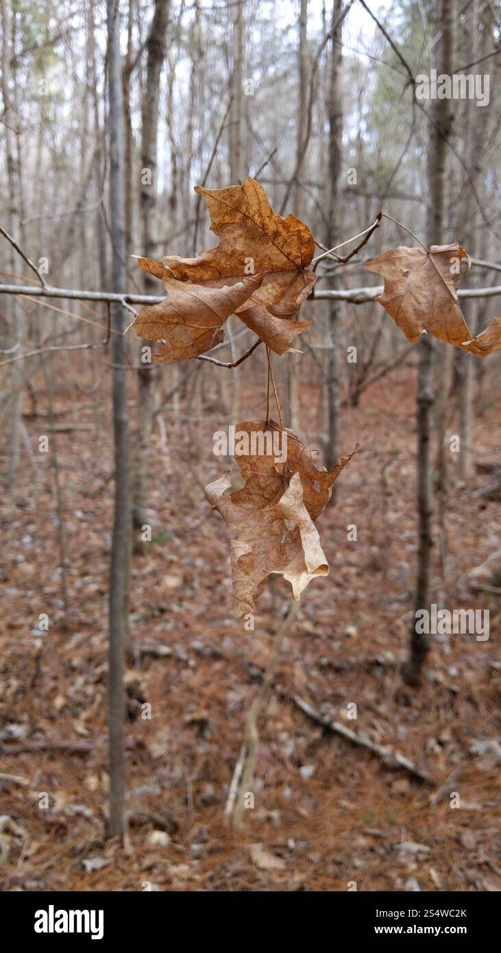 southern sugar maple (Acer floridanum Stock Photo - Alamy