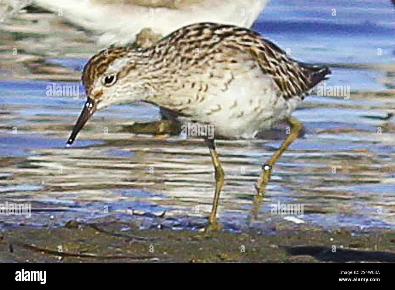 Sharp-tailed Sandpiper (Calidris acuminata Stock Photo - Alamy