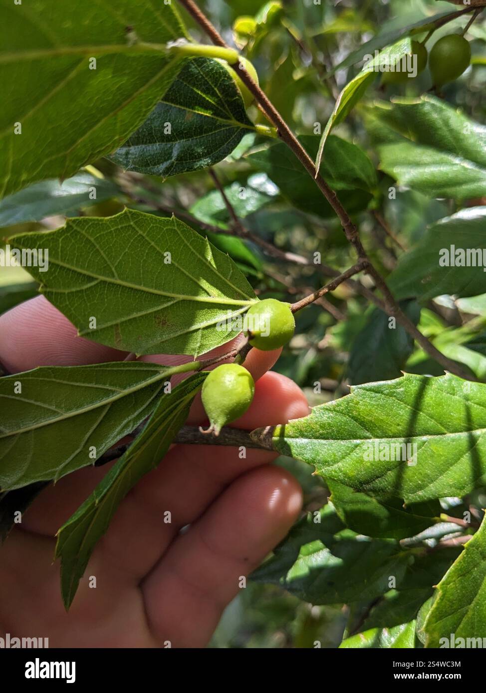 Axe handle Wood (Aphananthe philippinensis Stock Photo - Alamy