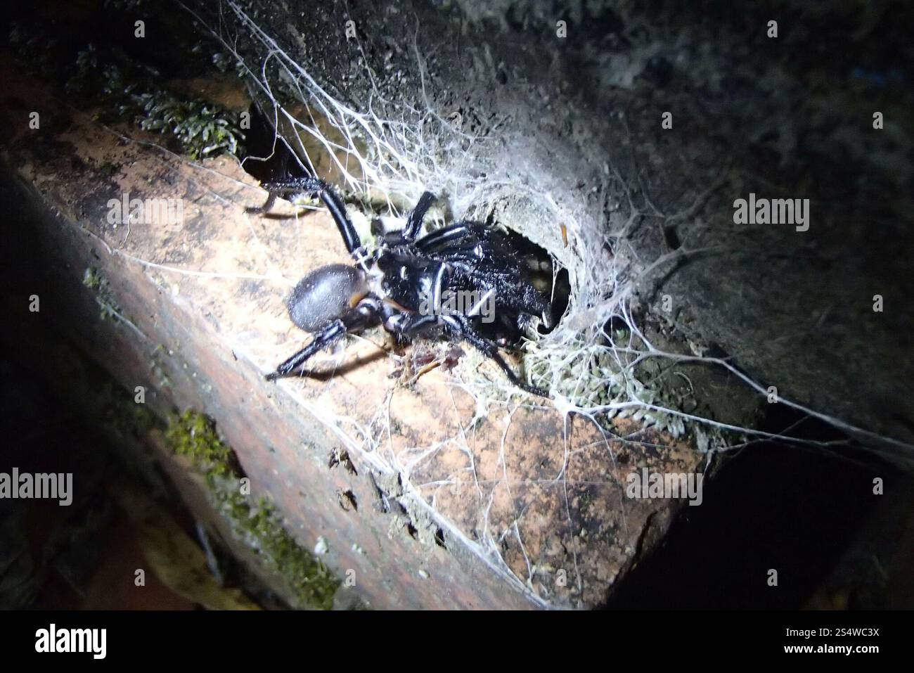 Blue Mountains Funnel-web Spider (Hadronyche versuta Stock Photo - Alamy