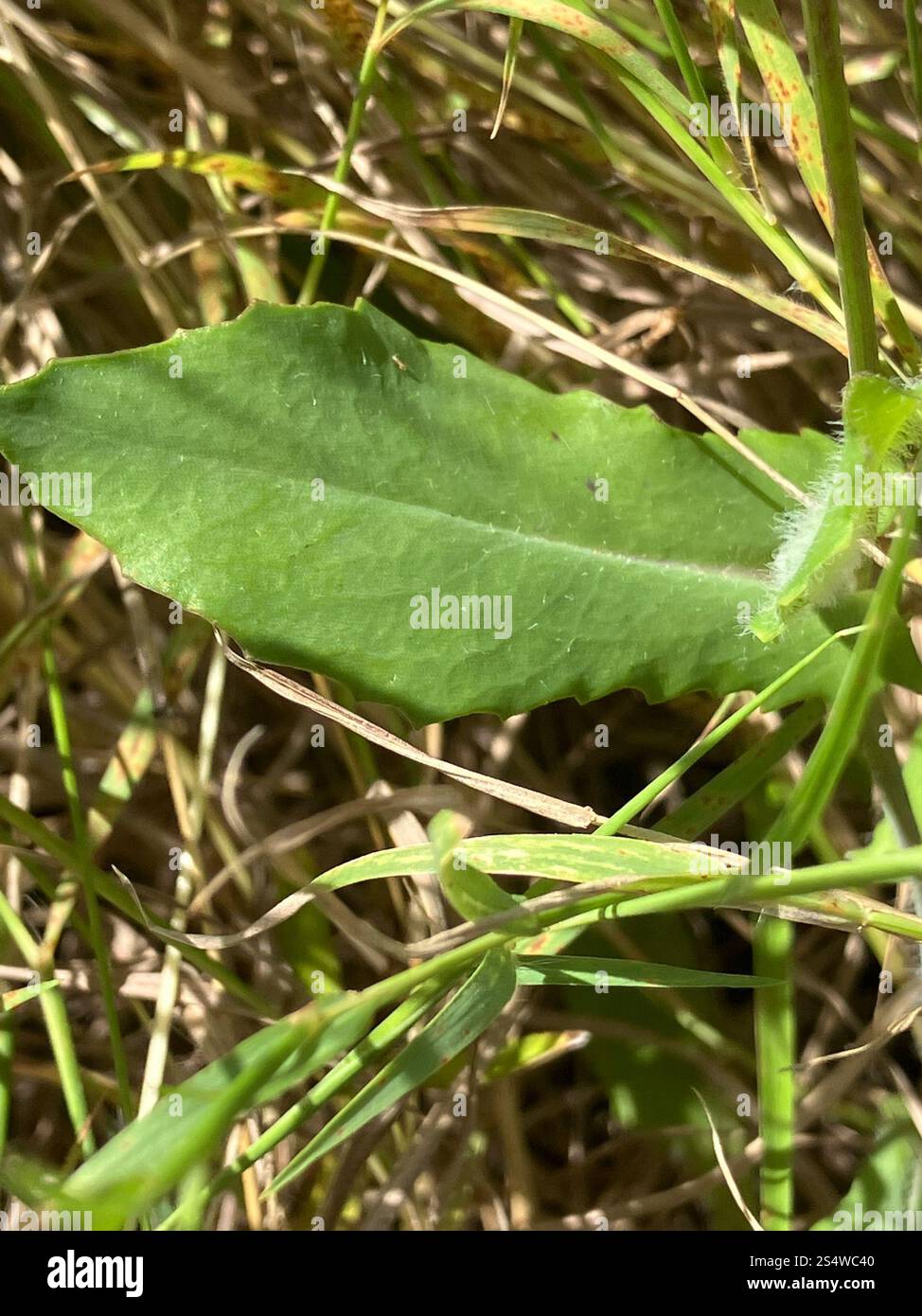 Red Tasselflower (Emilia fosbergii Stock Photo - Alamy