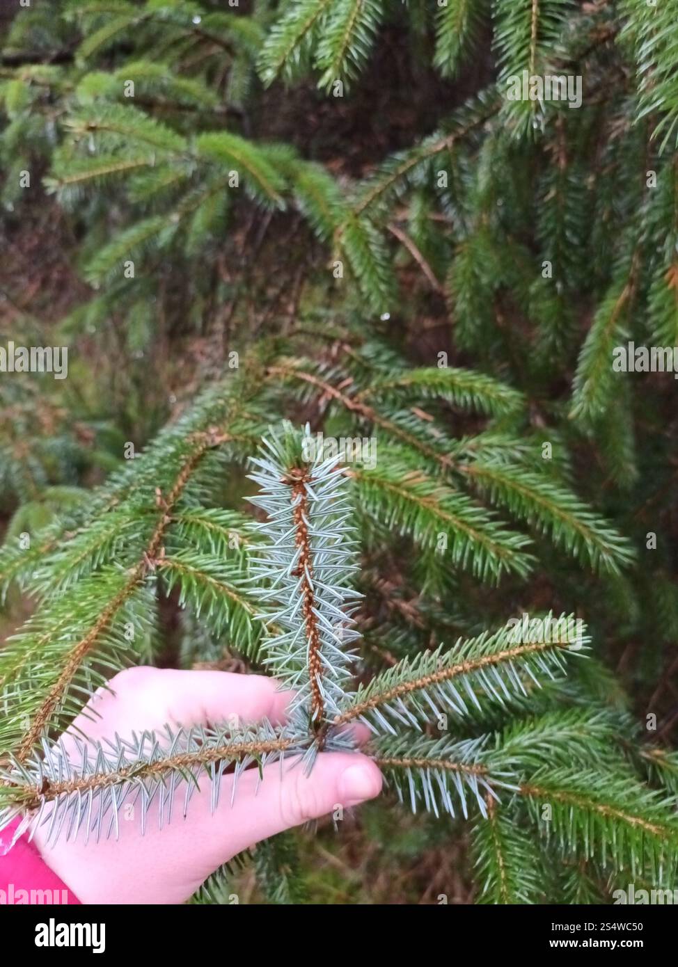Sitka spruce (Picea sitchensis Stock Photo - Alamy