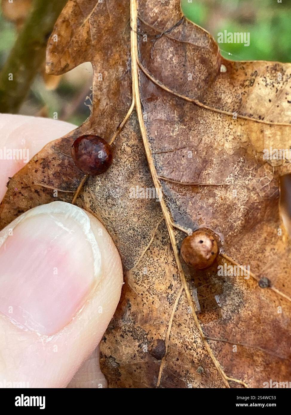 Pea Gall Wasp (Cynips divisa Stock Photo - Alamy