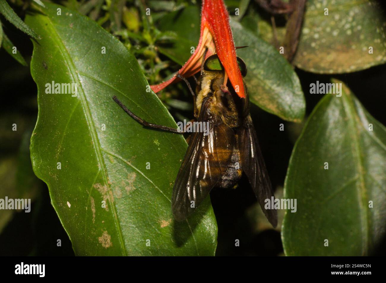 Horse and Deer Flies (Tabanidae Stock Photo - Alamy