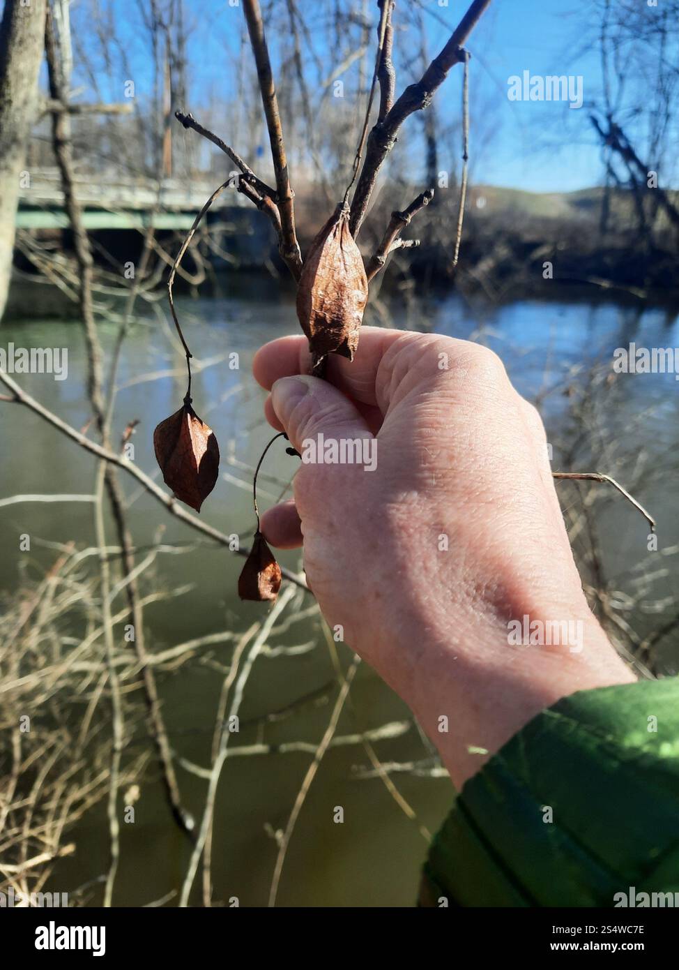 American bladdernut (Staphylea trifolia Stock Photo - Alamy