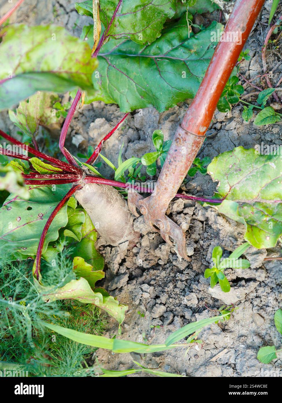 digging of red beet on garden bed in summer day Stock Photo - Alamy