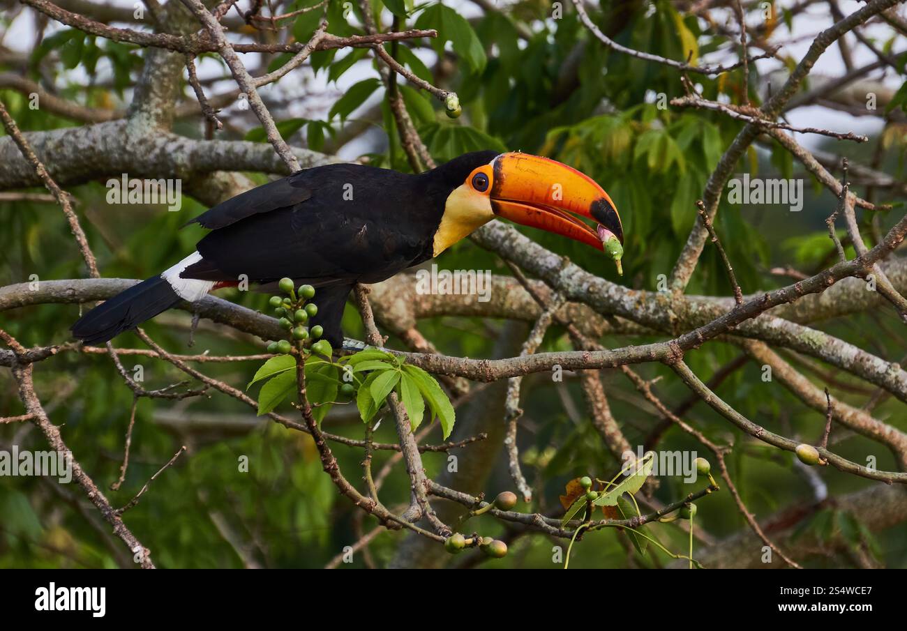 Beautiful Toucan Bird with vibrant orange Beak resting on a Tree branch ...