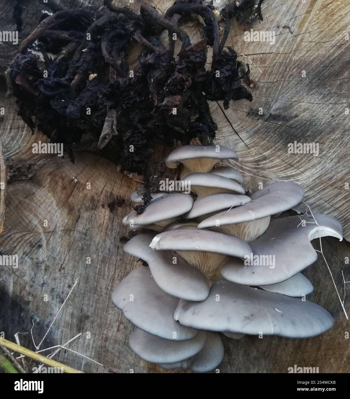 Oyster Mushroom (Pleurotus ostreatus Stock Photo - Alamy