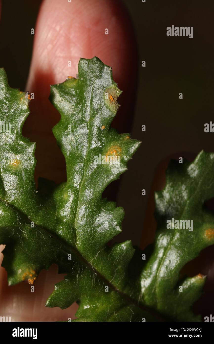Groundsel crown rust (Puccinia lagenophorae Stock Photo - Alamy