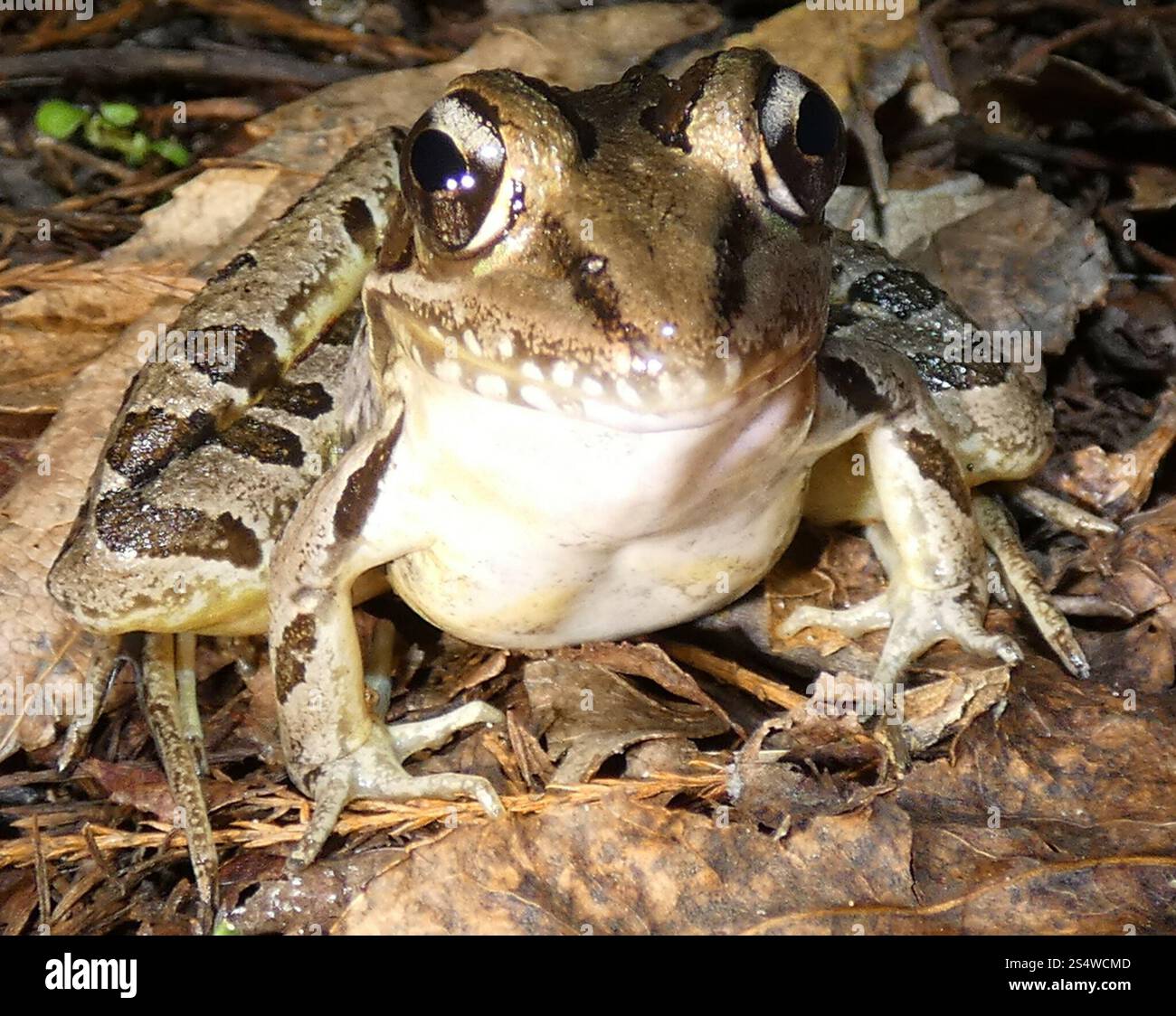 Southern Leopard Frog (Lithobates sphenocephalus Stock Photo - Alamy