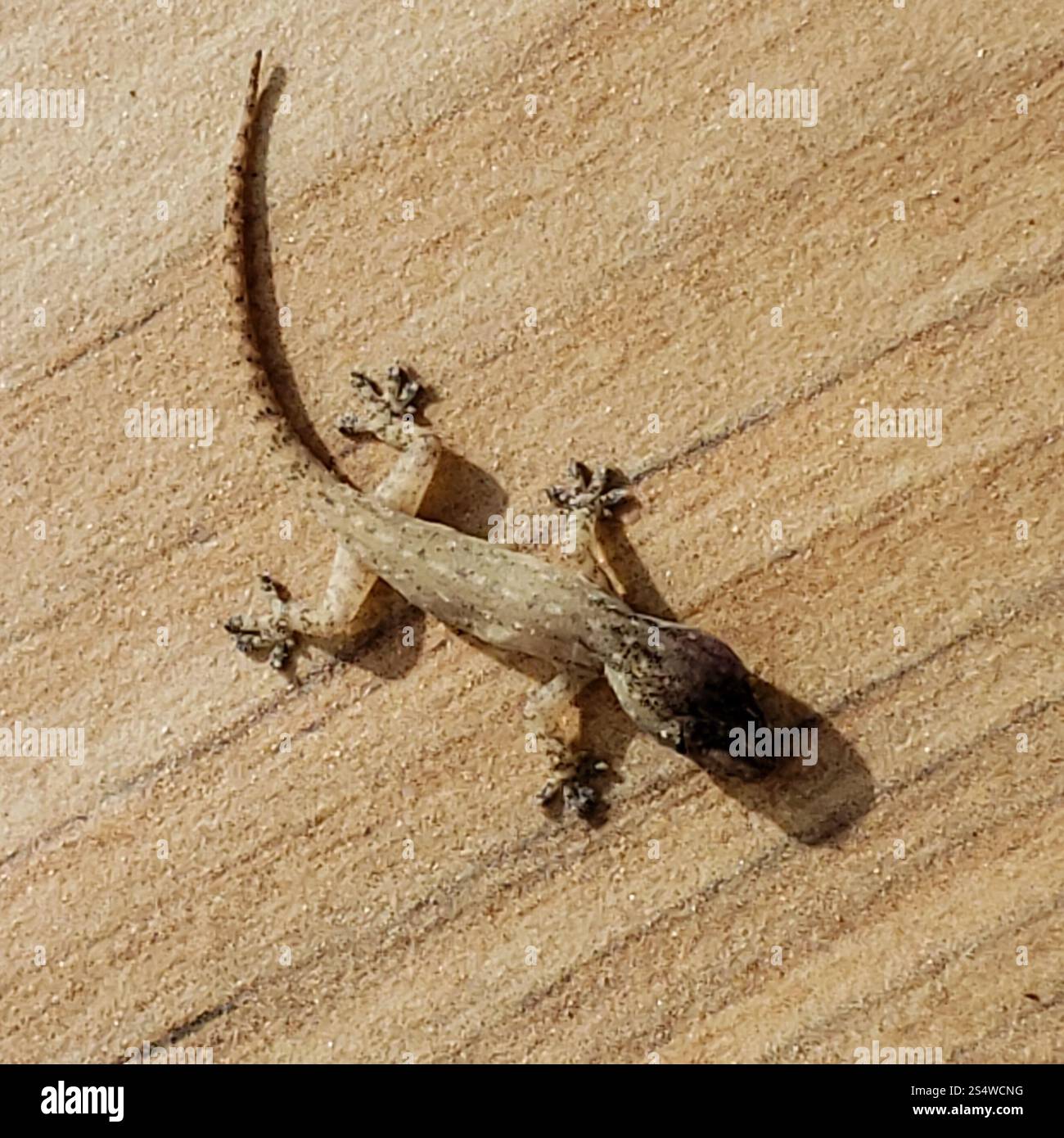 Asian House Gecko (Hemidactylus frenatus Stock Photo - Alamy