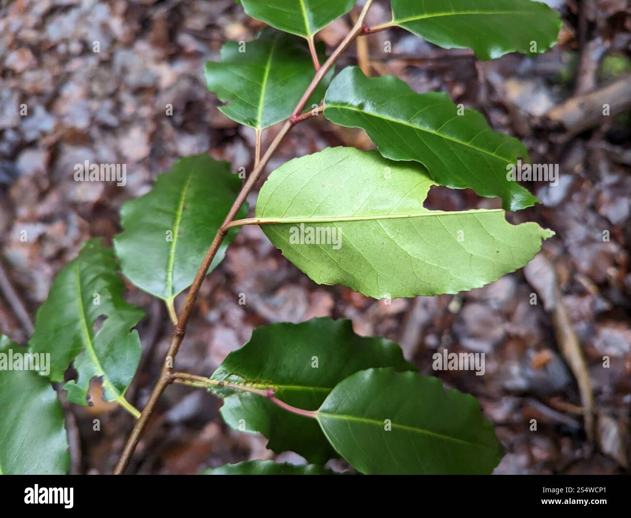 Portuguese laurel (Prunus lusitanica Stock Photo - Alamy