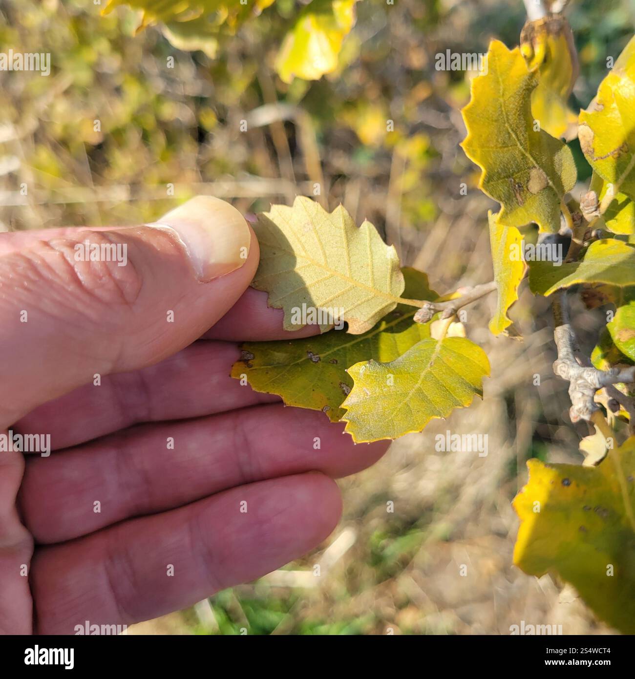 Aleppo Oak (Quercus infectoria Stock Photo - Alamy