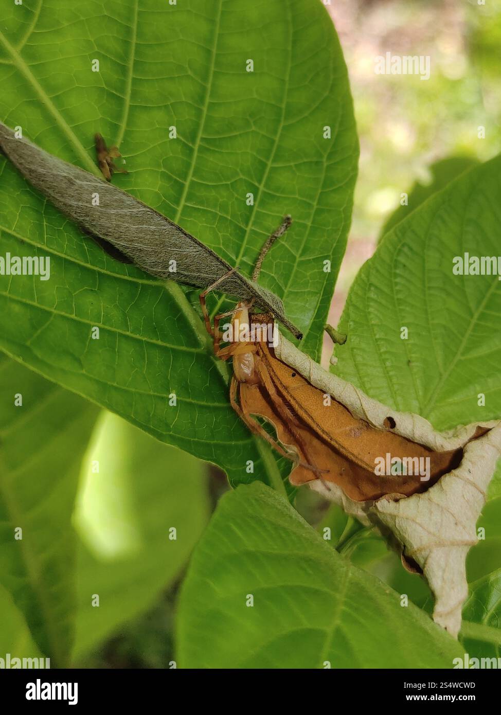 Ghost Spiders (Anyphaenidae Stock Photo - Alamy