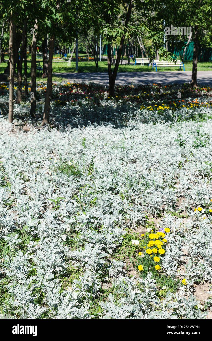 flower bed with cineraria (jacobaea) maritima (dusty miller, silver ...