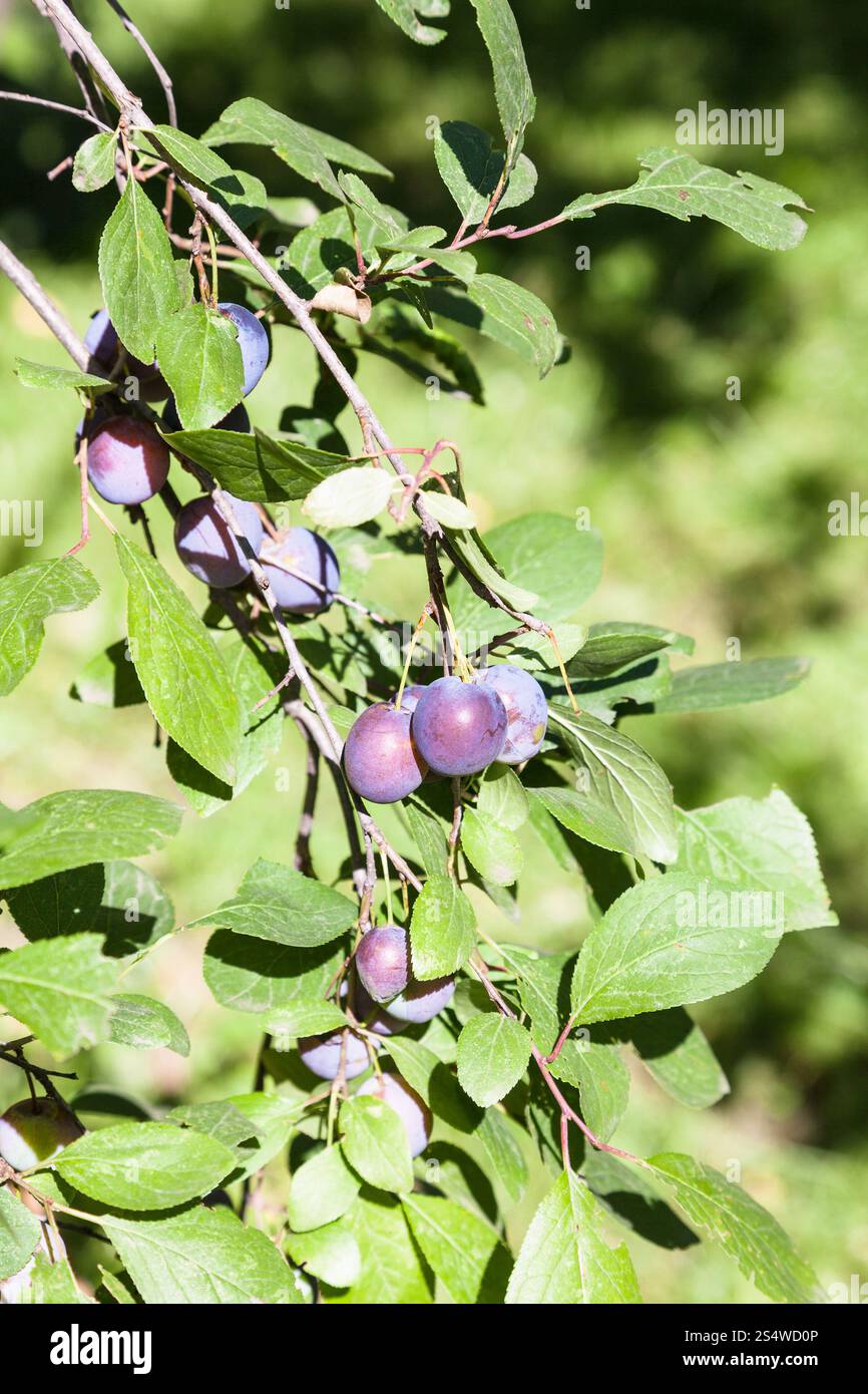 Plum tree branch in hi-res stock photography and images - Alamy