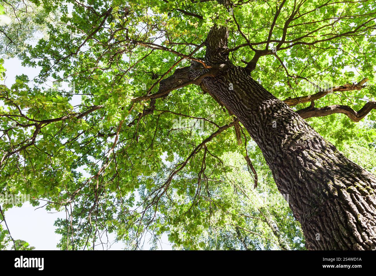 bottom view of oak tree green foliage and trunk in summer day Stock ...