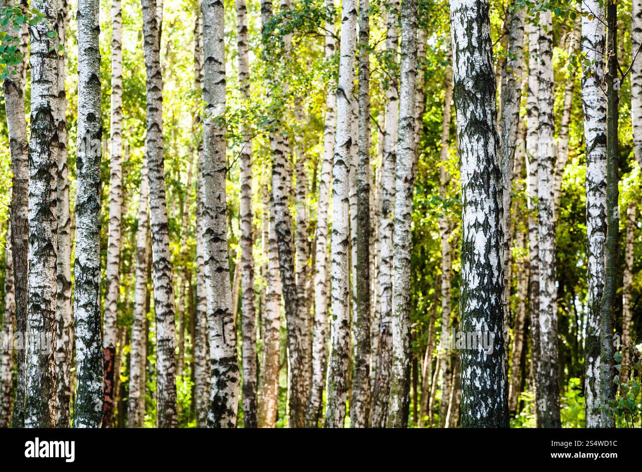 white birch trees trunks in forest in summer day Stock Photo - Alamy