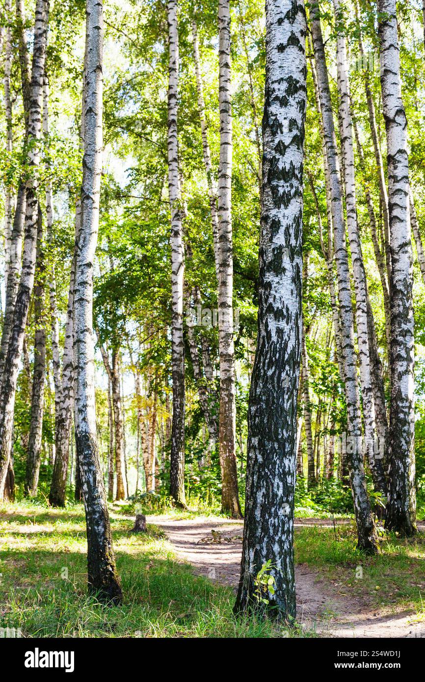 birch trees near path in forest in summer day Stock Photo - Alamy