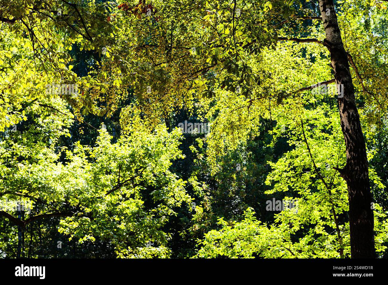 natural background - green foliage of oak and birch trees illuminated ...