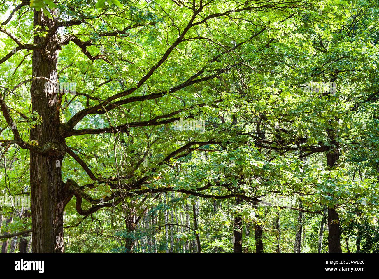 Landscape trees in background hi-res stock photography and images - Alamy