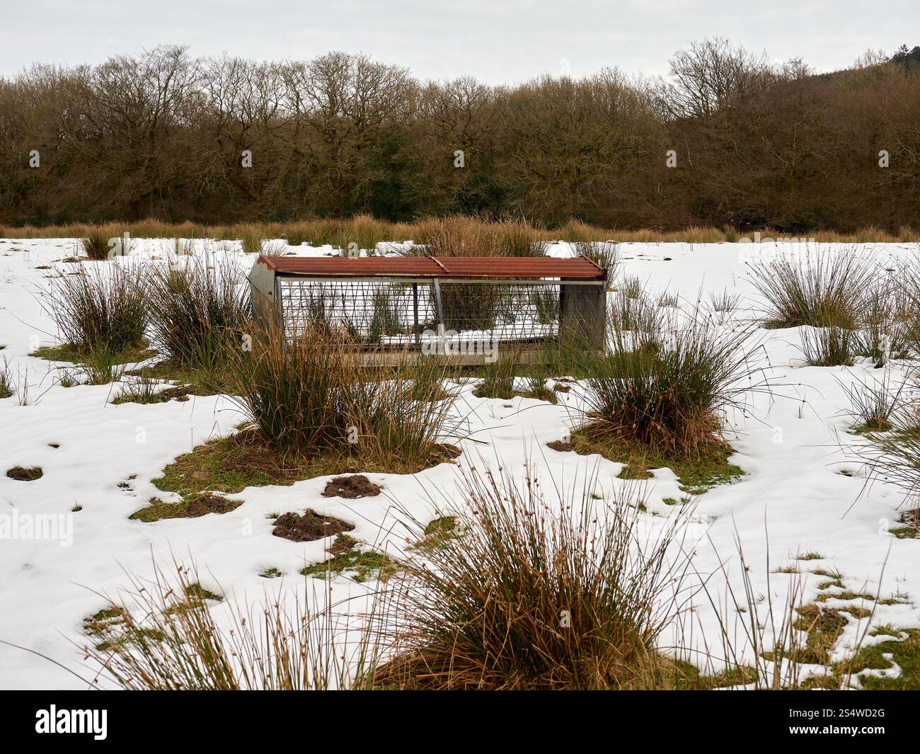 A snowy field with a wire livestock feeding cage surrounded by tall ...