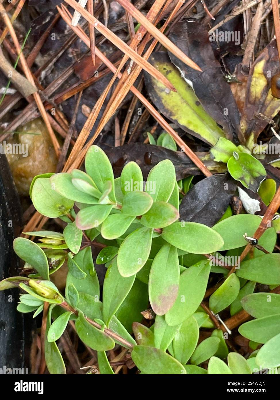 low St. John's wort (Hypericum stragulum Stock Photo - Alamy