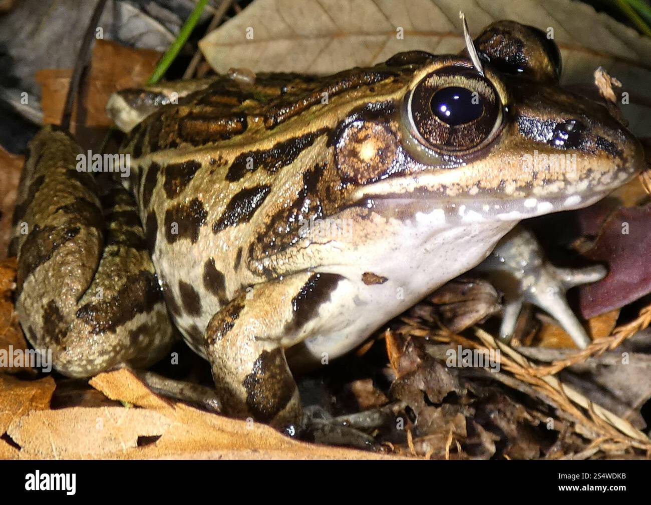 Southern Leopard Frog (Lithobates sphenocephalus Stock Photo - Alamy