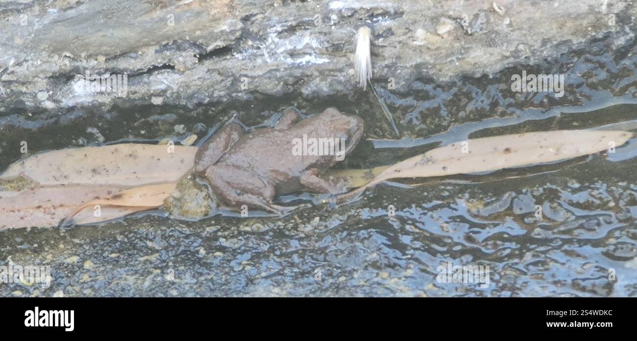 Northern Flinders Ranges Froglet (Crinia flindersensis Stock Photo - Alamy