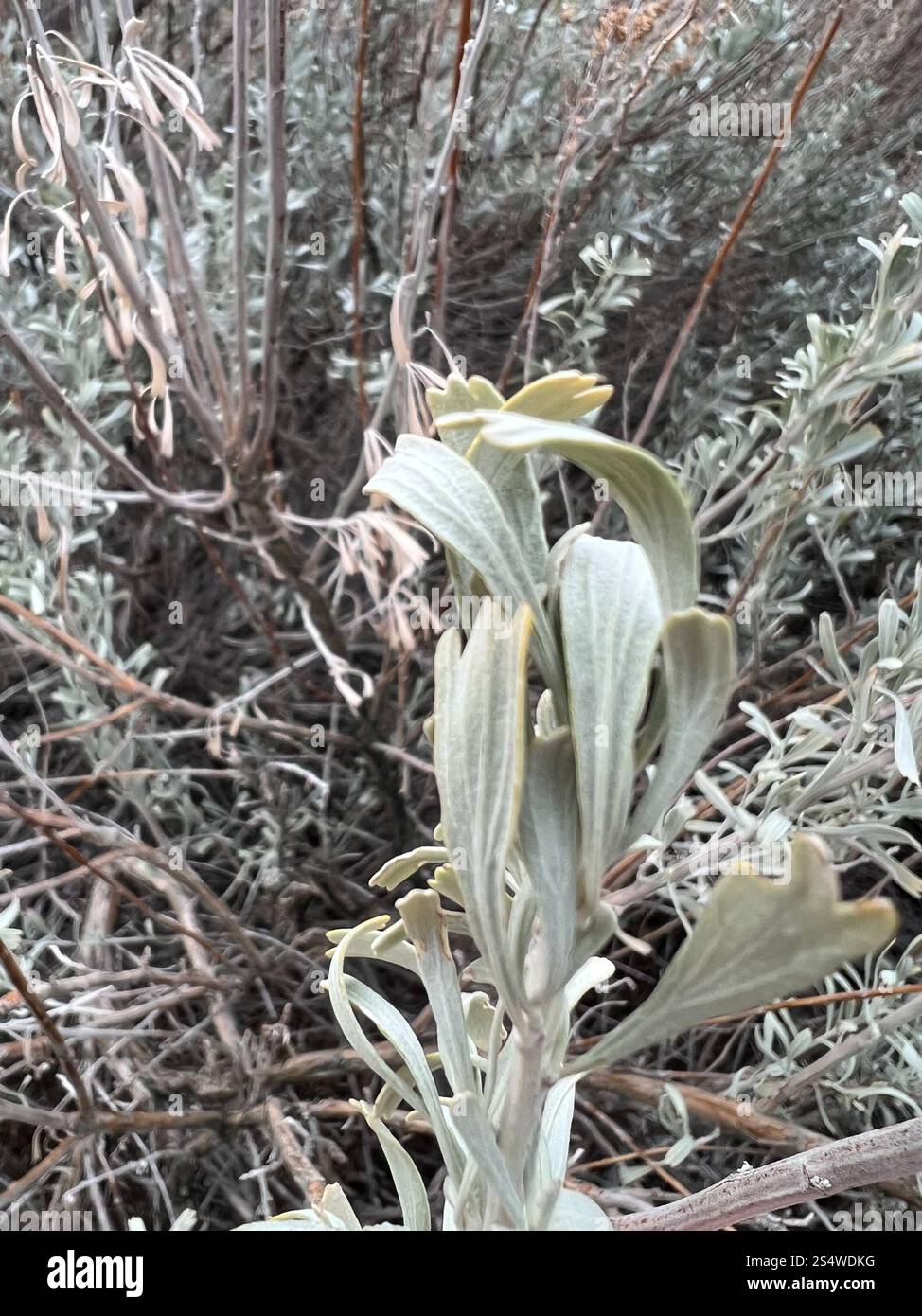Big Sagebrush (Artemisia tridentata Stock Photo - Alamy