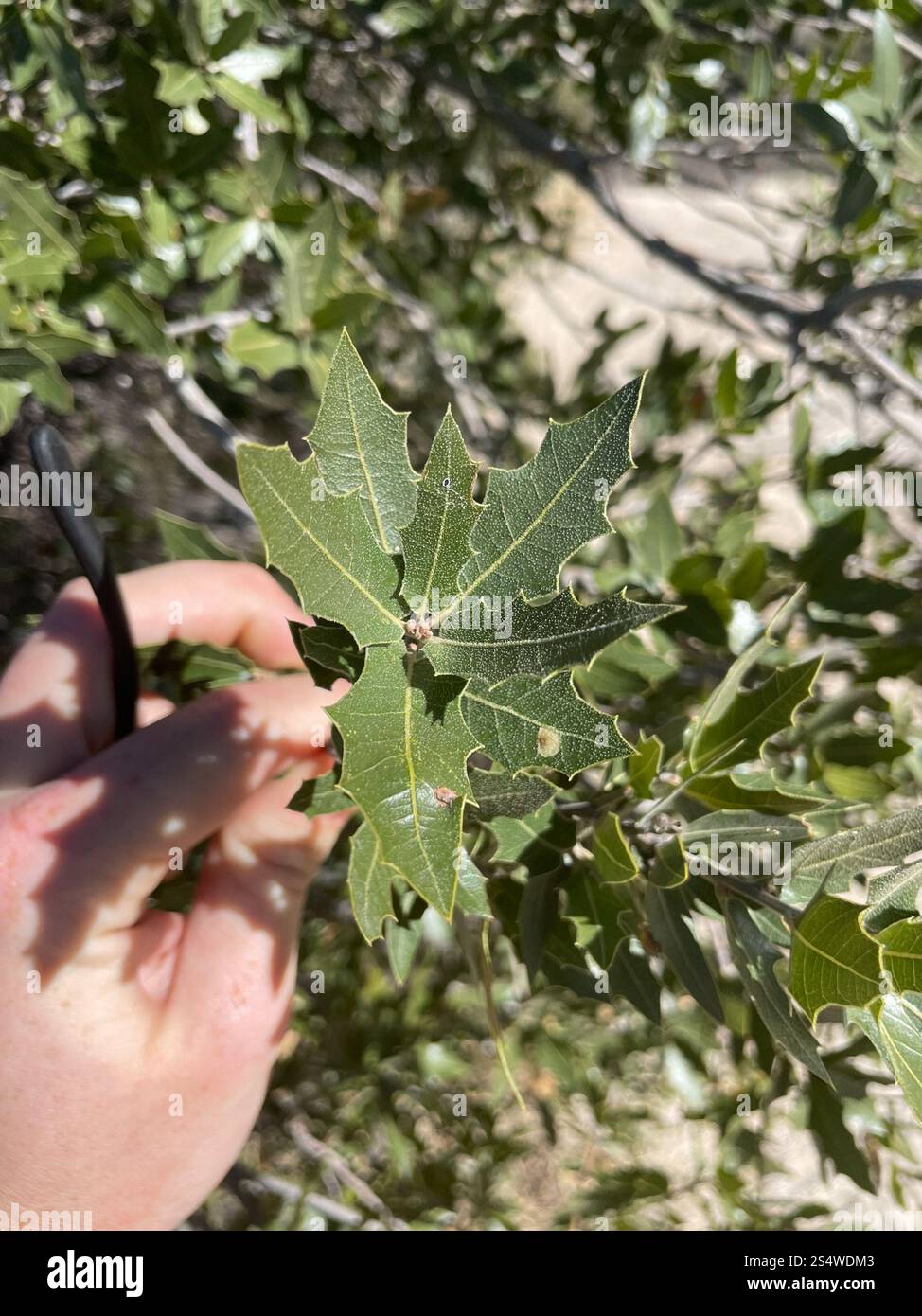 Emory oak (Quercus emoryi Stock Photo - Alamy