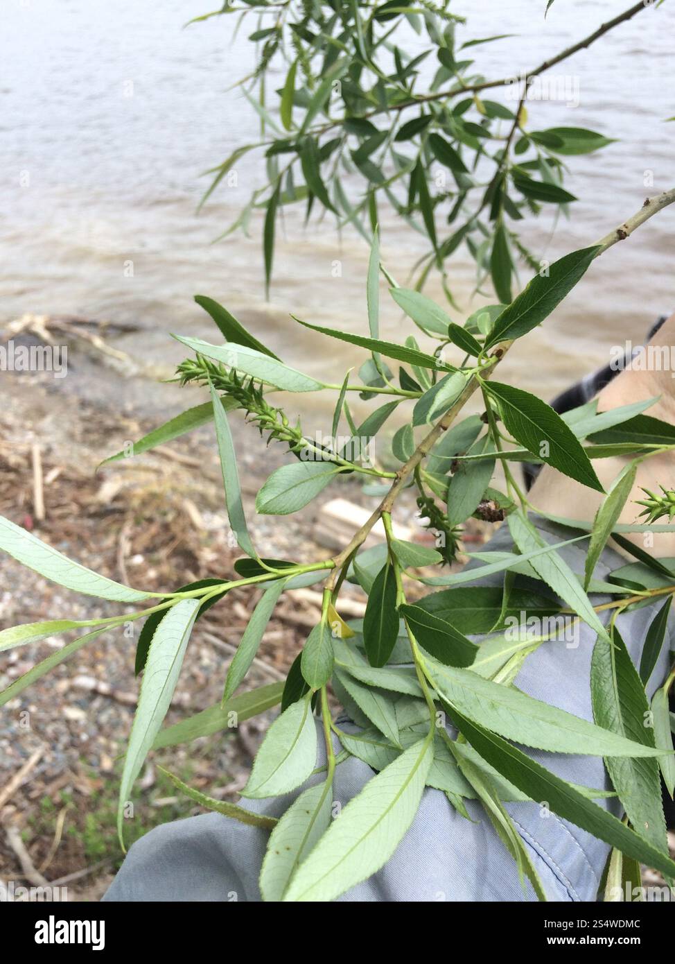 hybrid crack willow (Salix × fragilis Stock Photo - Alamy