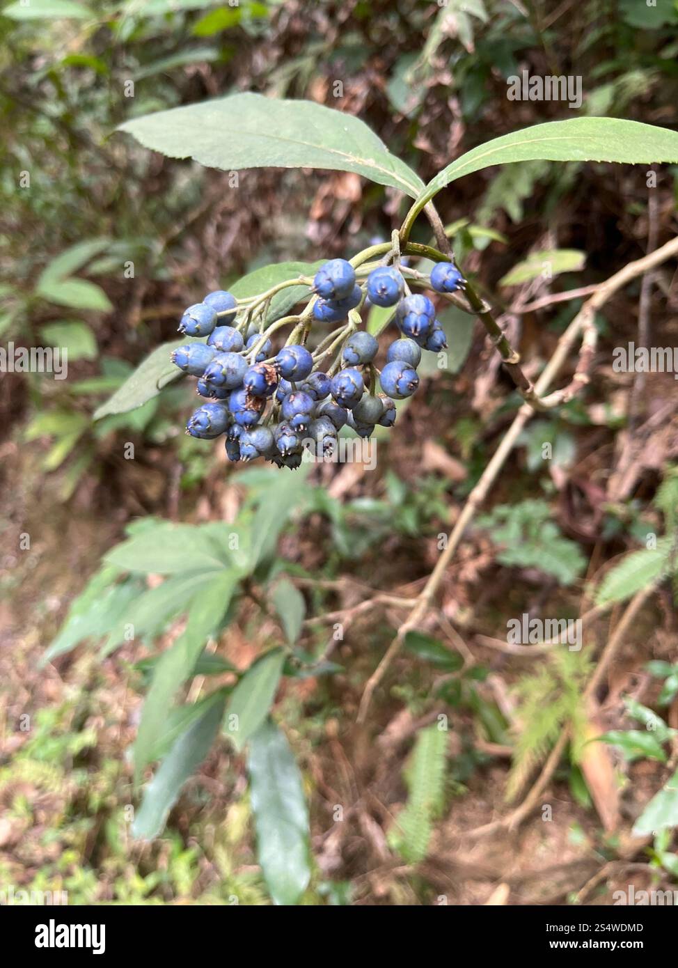 Anti-febrile Dichroa (Chinese Quinine) (Hydrangea febrifuga Stock Photo ...