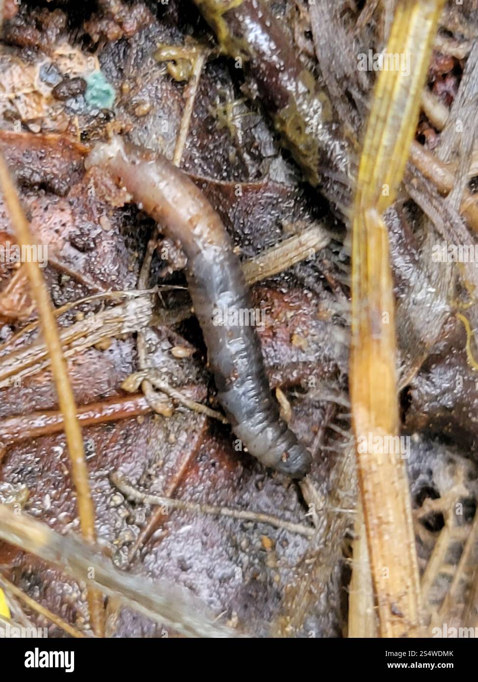 Winged and Once-winged Insects (Pterygota Stock Photo - Alamy
