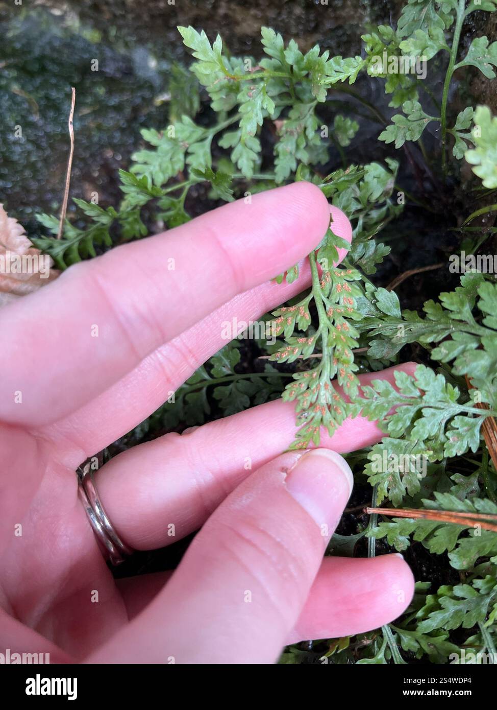 mountain spleenwort (Asplenium montanum Stock Photo - Alamy