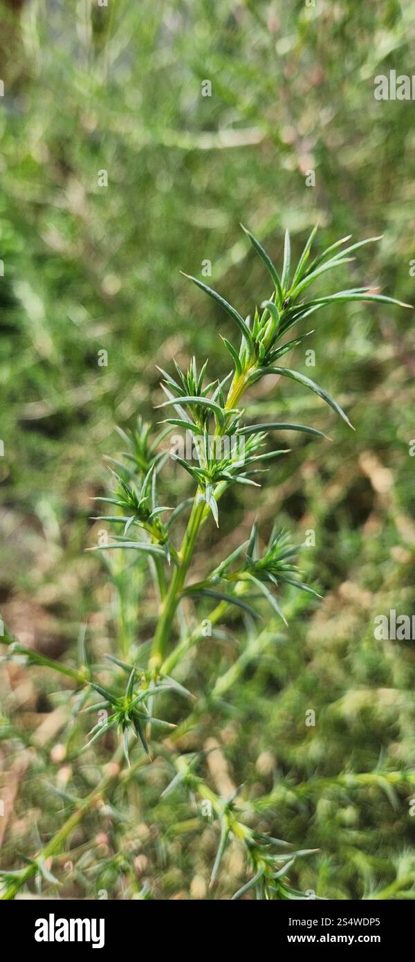 saltwort (Salsola kali Stock Photo - Alamy