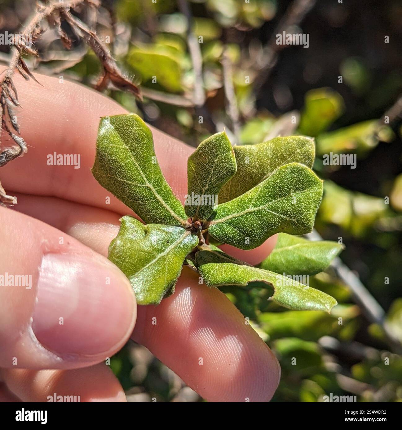 Myrtle Oak (Quercus myrtifolia Stock Photo - Alamy