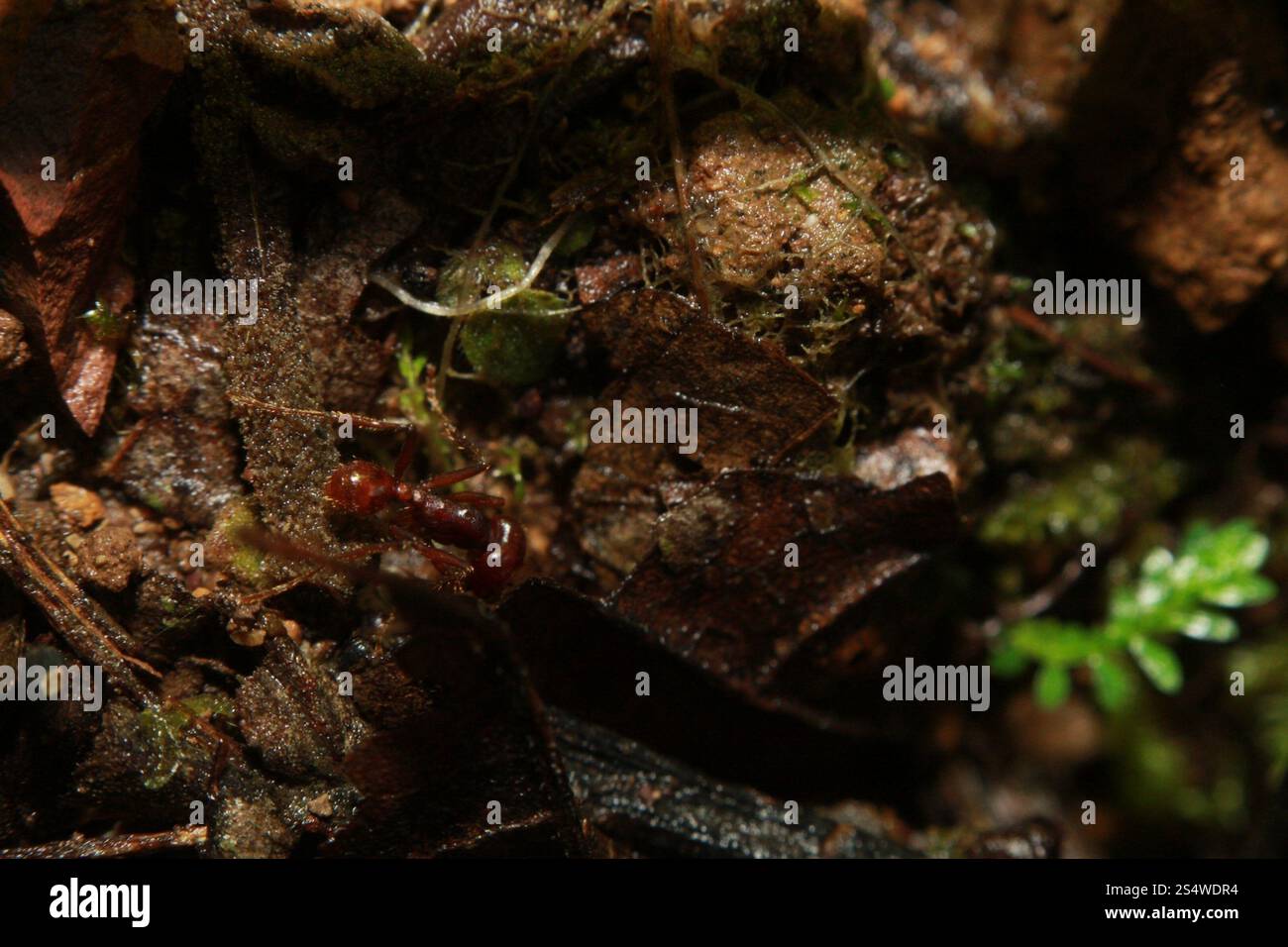Labidus Army Ants (Labidus Stock Photo - Alamy