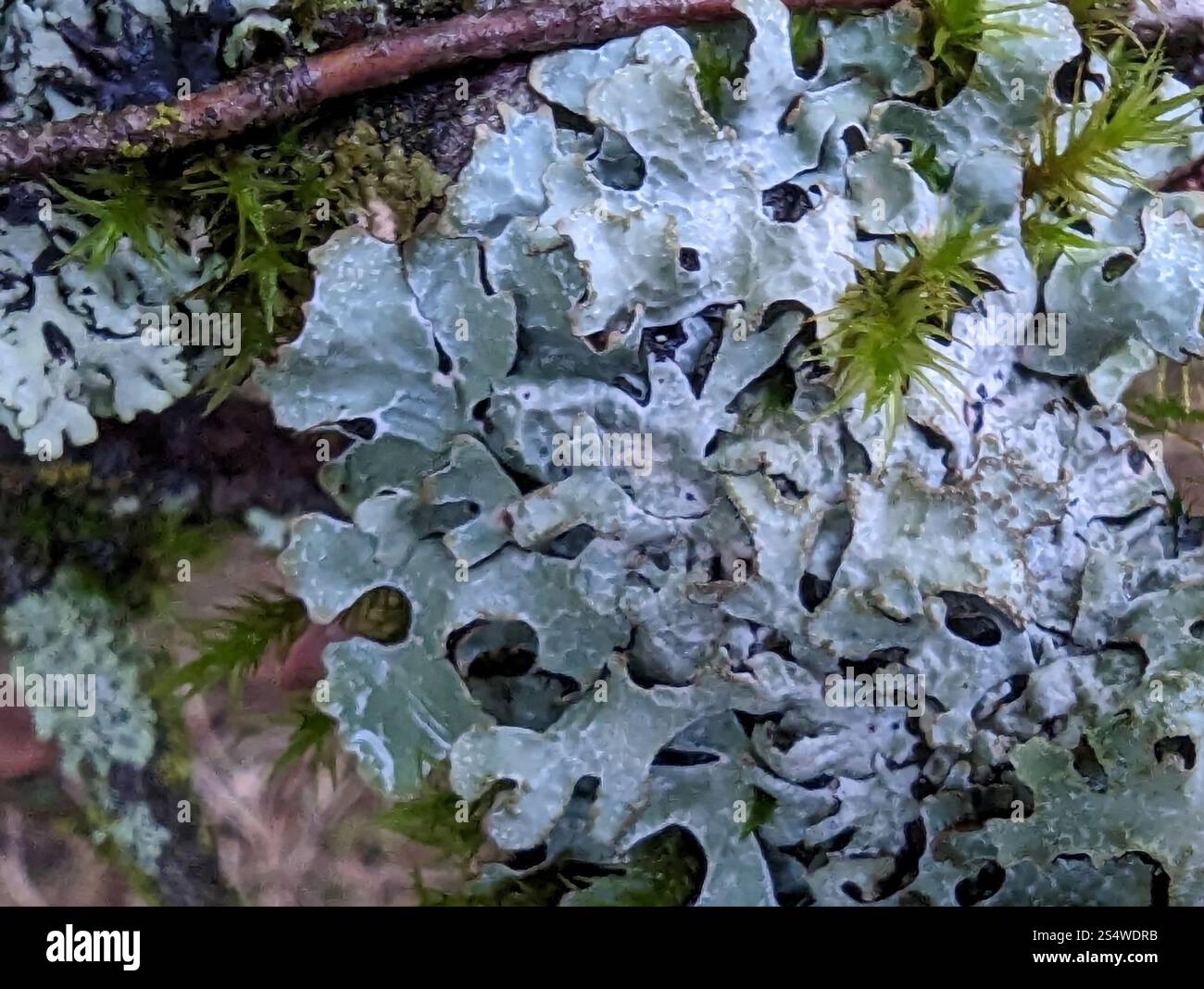shield lichen (Parmelia sulcata Stock Photo - Alamy