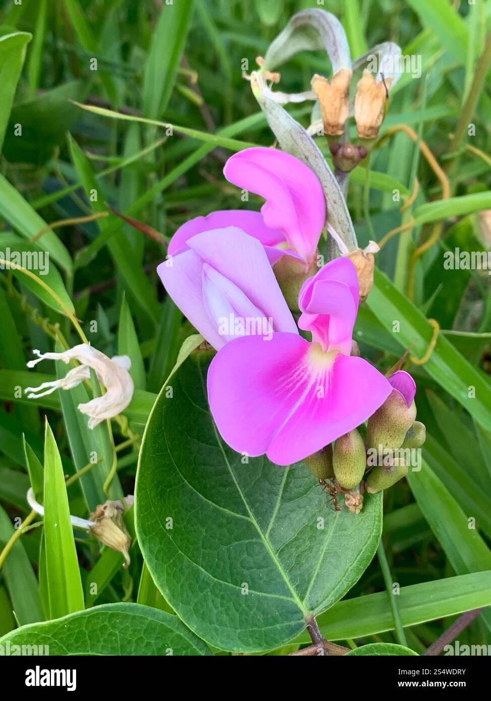 Beach Bean (Canavalia rosea Stock Photo - Alamy