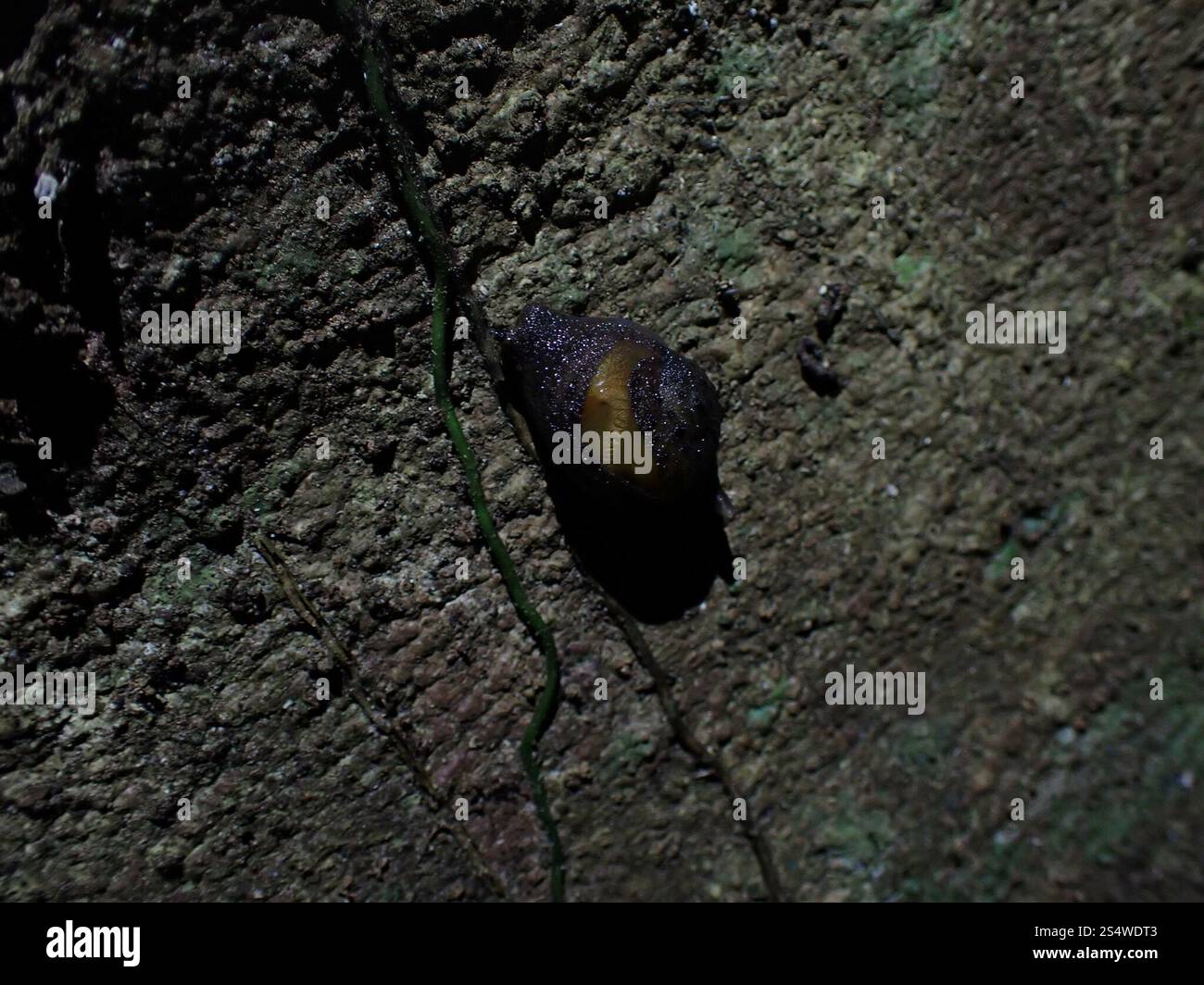 Chameleon Semi-slug (Fastosarion brazieri Stock Photo - Alamy