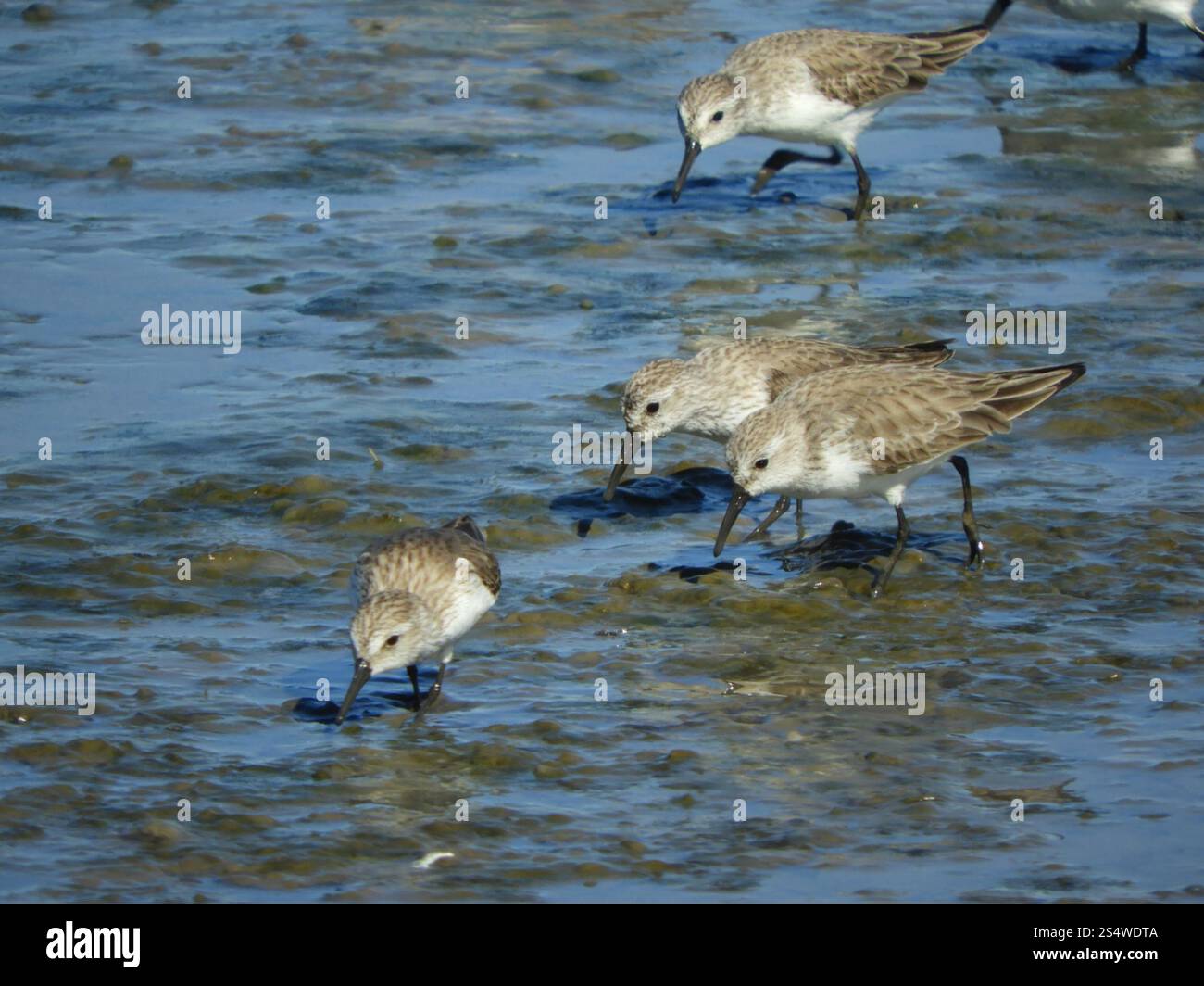 Western Sandpiper (Calidris mauri Stock Photo - Alamy