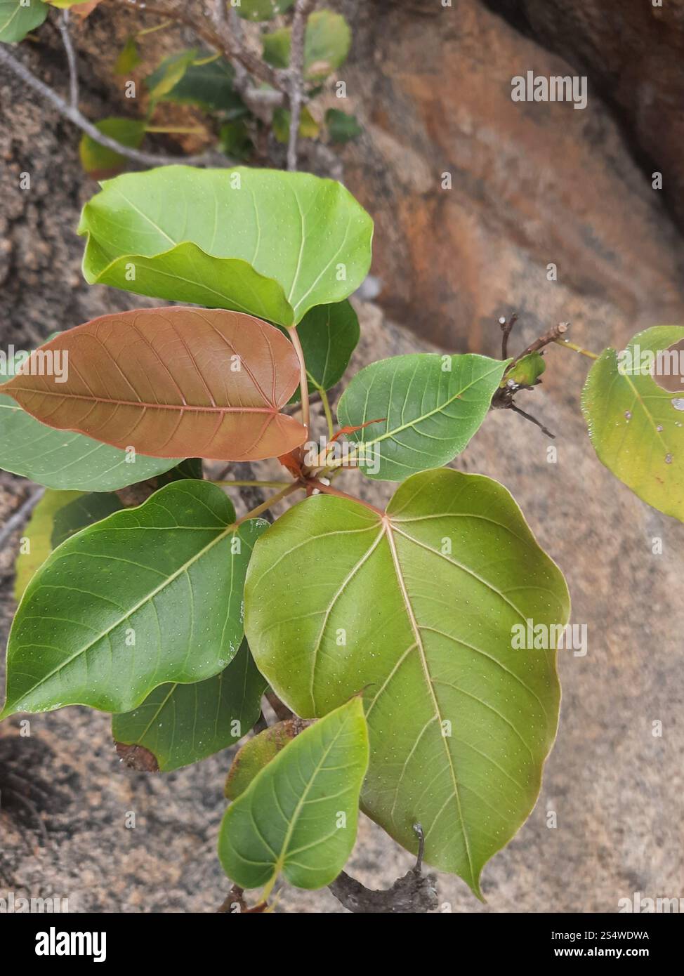 Indian Rock Fig (Ficus arnottiana Stock Photo - Alamy