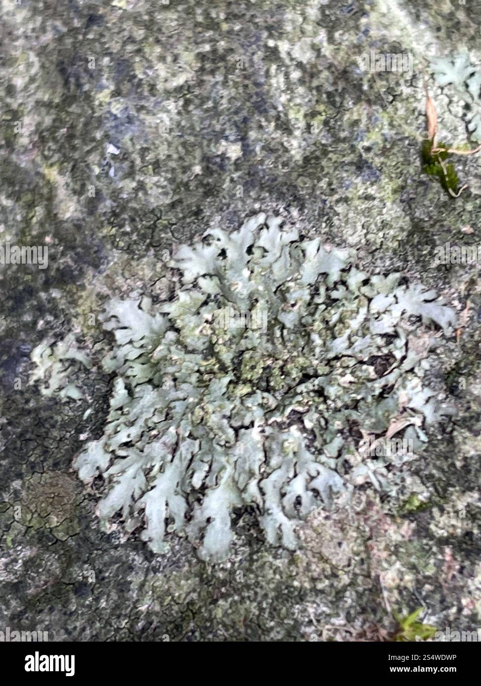 Mealy Shadow Lichen (Phaeophyscia orbicularis Stock Photo - Alamy