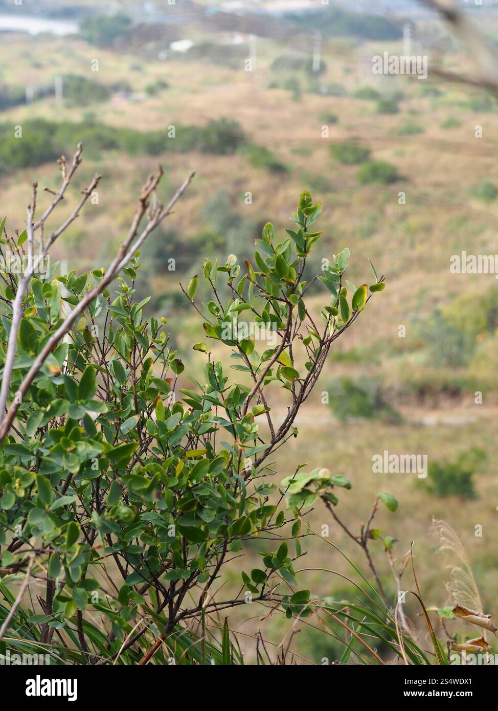 Bootlace Plant (Wikstroemia indica Stock Photo - Alamy