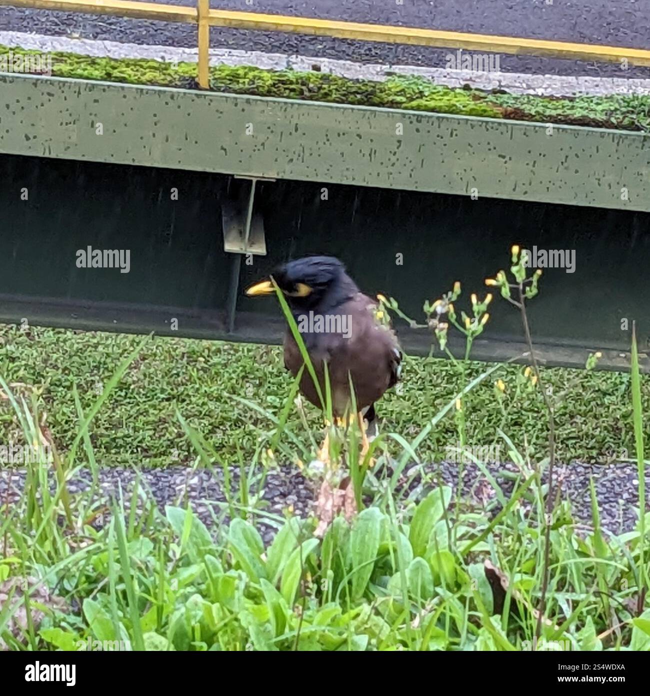 Common Myna (Acridotheres tristis Stock Photo - Alamy