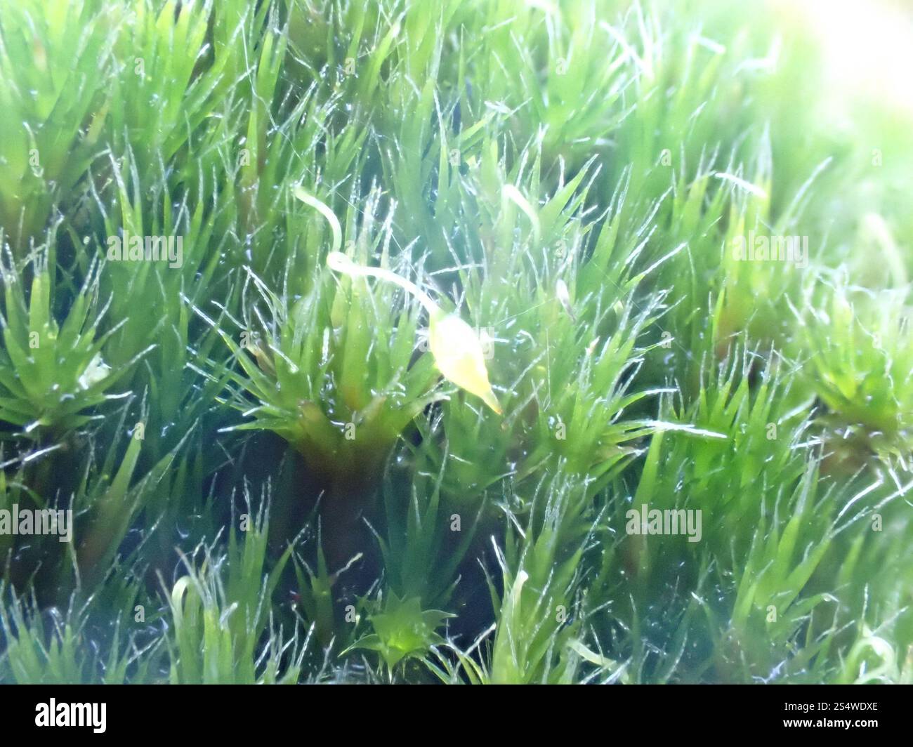 Heath Star-moss (Campylopus introflexus Stock Photo - Alamy