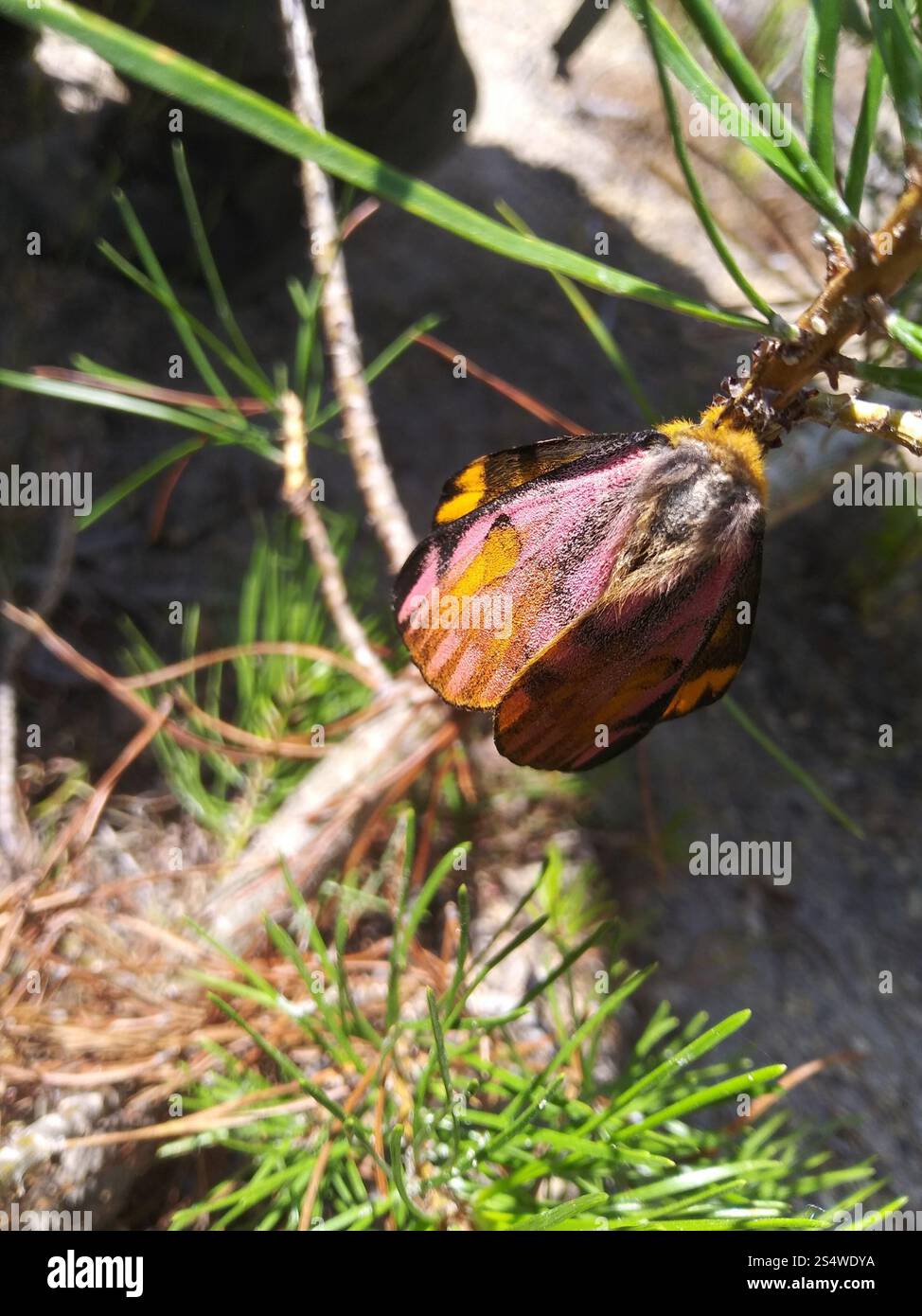Western Sheep Moth (Hemileuca eglanterina Stock Photo - Alamy