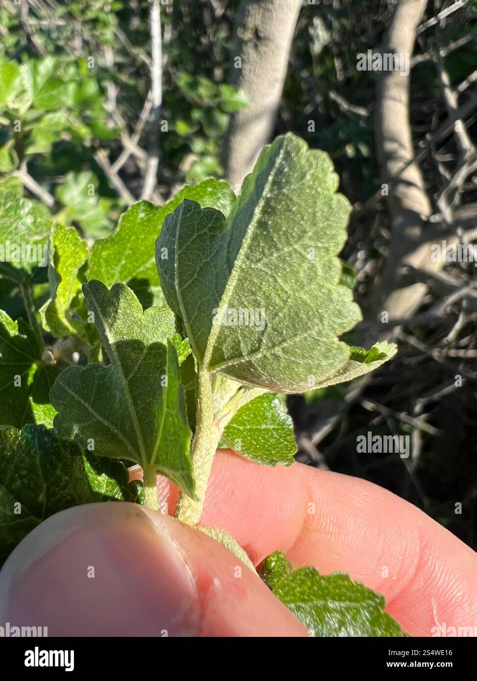 southern coastal bushmallow (Malacothamnus fasciculatus Stock Photo - Alamy