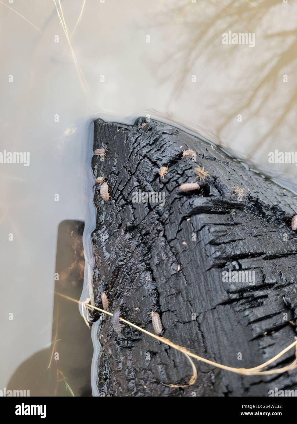 Shore Spider (Pardosa milvina Stock Photo - Alamy